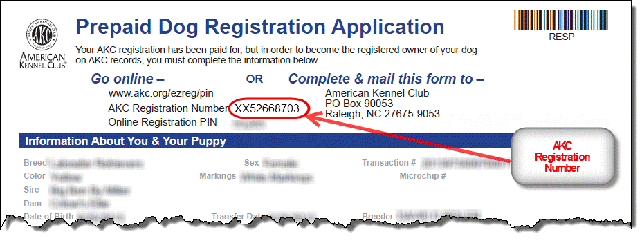 How Do I Get My Puppy Akc Registered